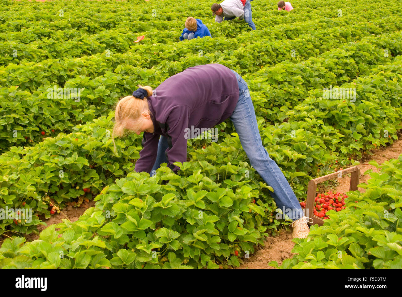 Fordyce field hi-res stock photography and images - Alamy