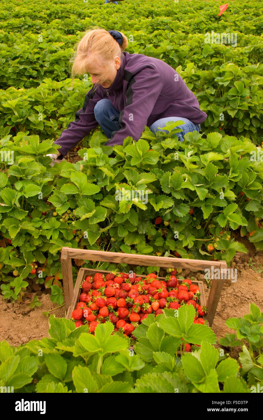 Fordyce field hi-res stock photography and images - Alamy