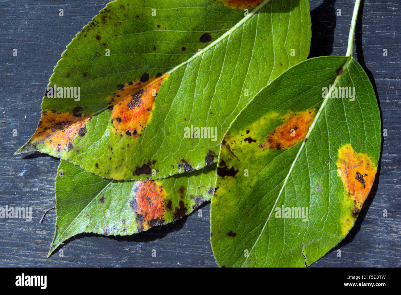 BUCKINGHAMSHIRE; SPEEN GARDEN; CEDAR APPLE RUST ON APPLE; UPPER SIDE OF ...