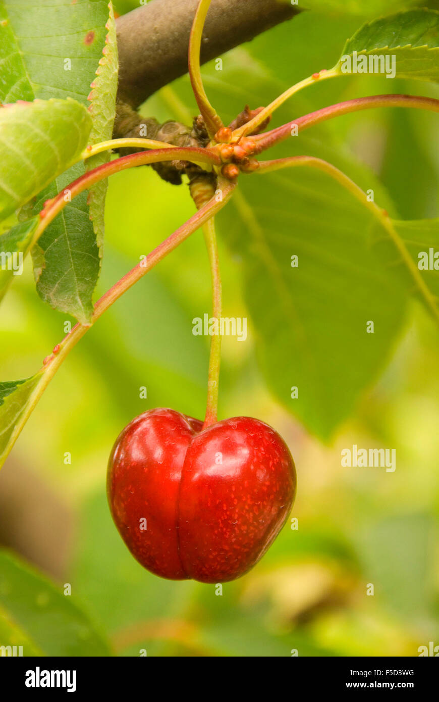 Lambert cherry, Johnson Farms, Marion County, Oregon Stock Photo - Alamy