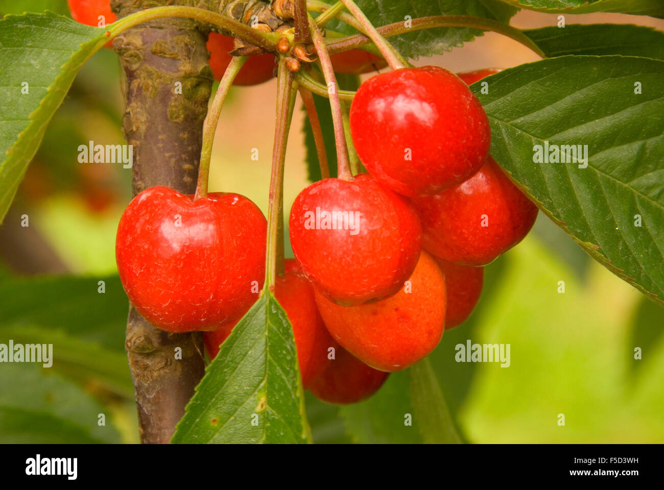Lambert cherries, Vaughan's Cherry Farm, Marion County, Oregon Stock ...