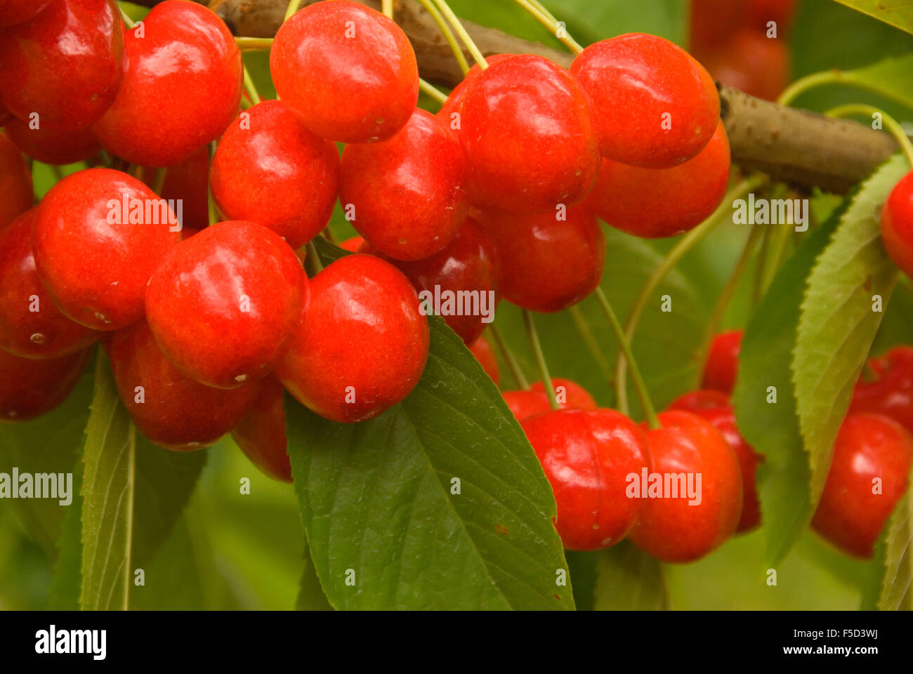Lambert cherries, Vaughan's Cherry Farm, Marion County, Oregon Stock ...