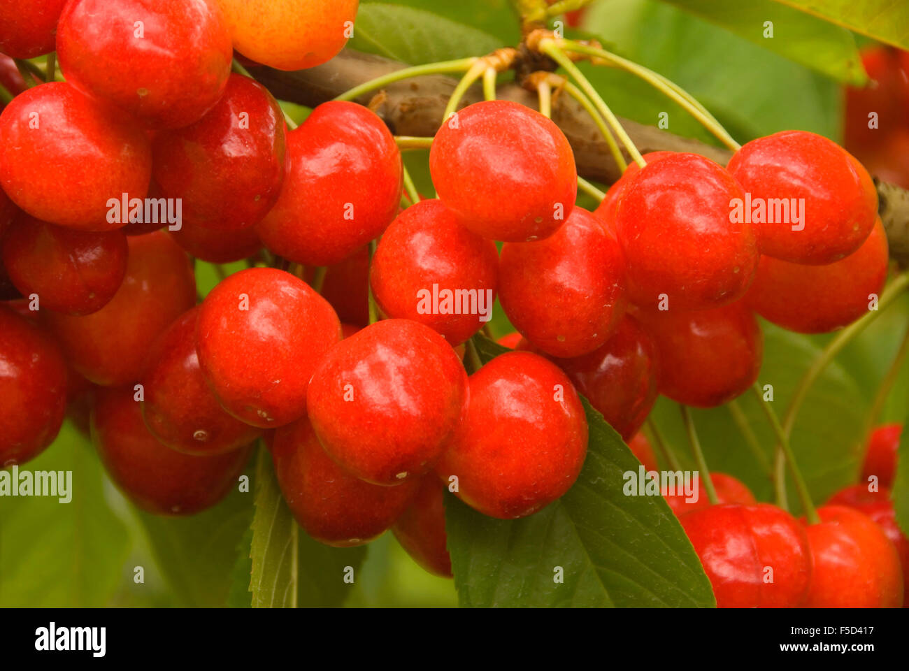 Lambert cherries, Vaughan's Cherry Farm, Marion County, Oregon Stock ...