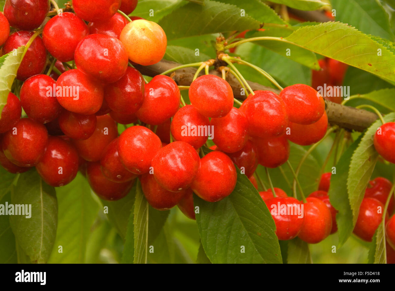 Lambert cherries, Vaughan's Cherry Farm, Marion County, Oregon Stock ...