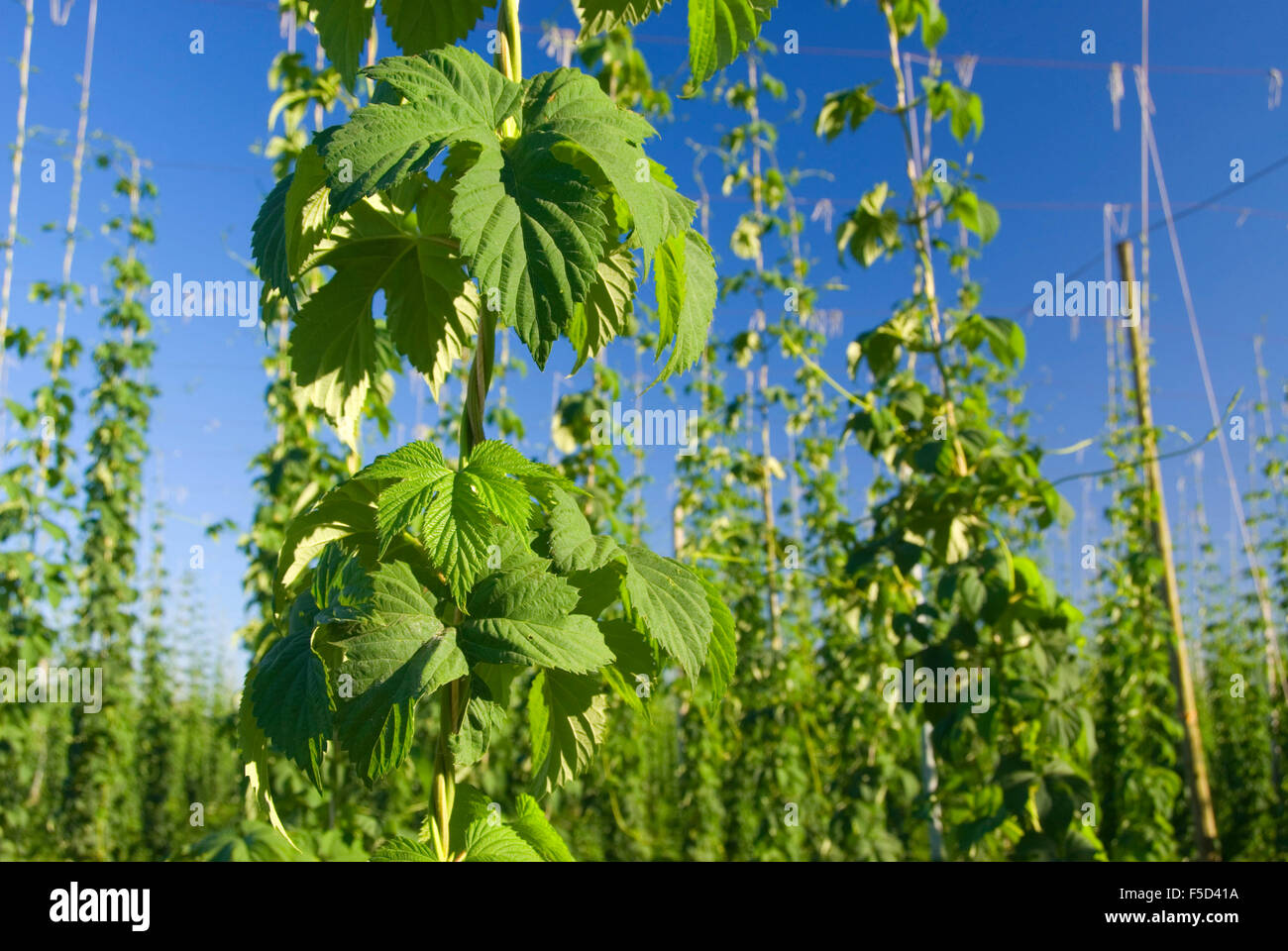 Hop field, Marion County, Oregon Stock Photo - Alamy