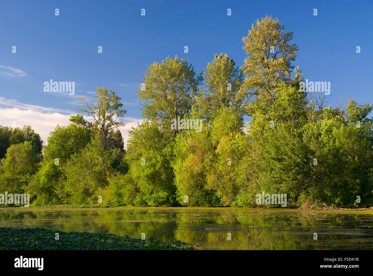 Mission Lake, Willamette Mission State Park, Oregon Stock Photo - Alamy