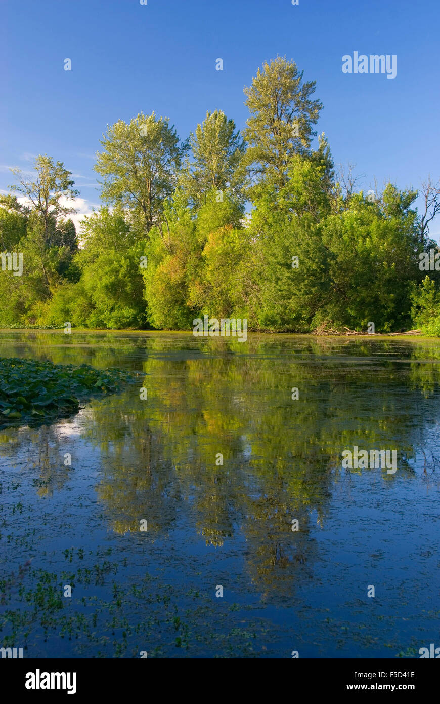 Mission Lake, Willamette Mission State Park, Oregon Stock Photo - Alamy