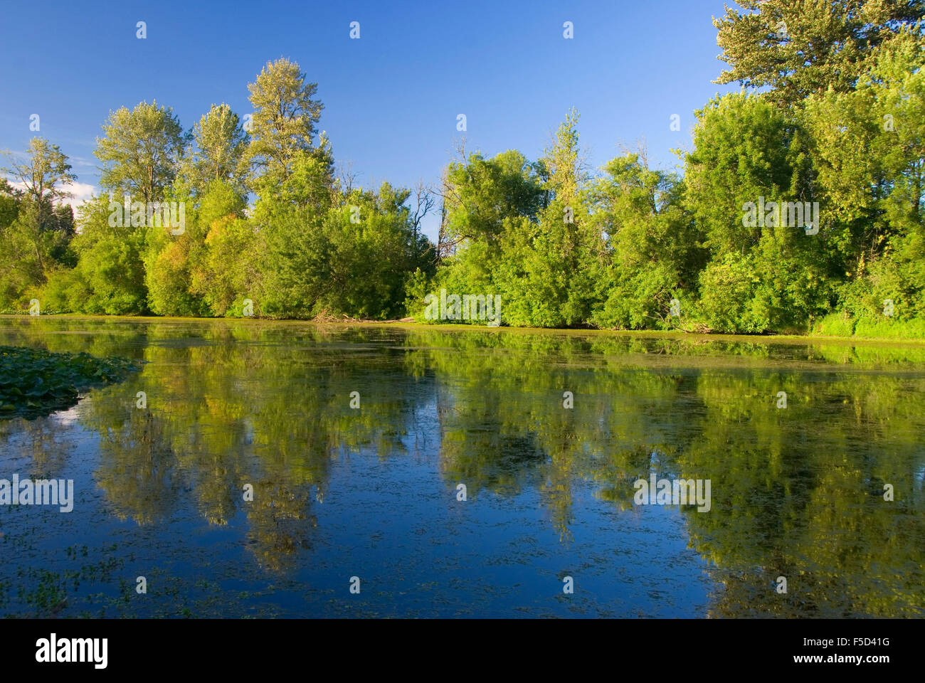 Mission Lake, Willamette Mission State Park, Oregon Stock Photo - Alamy