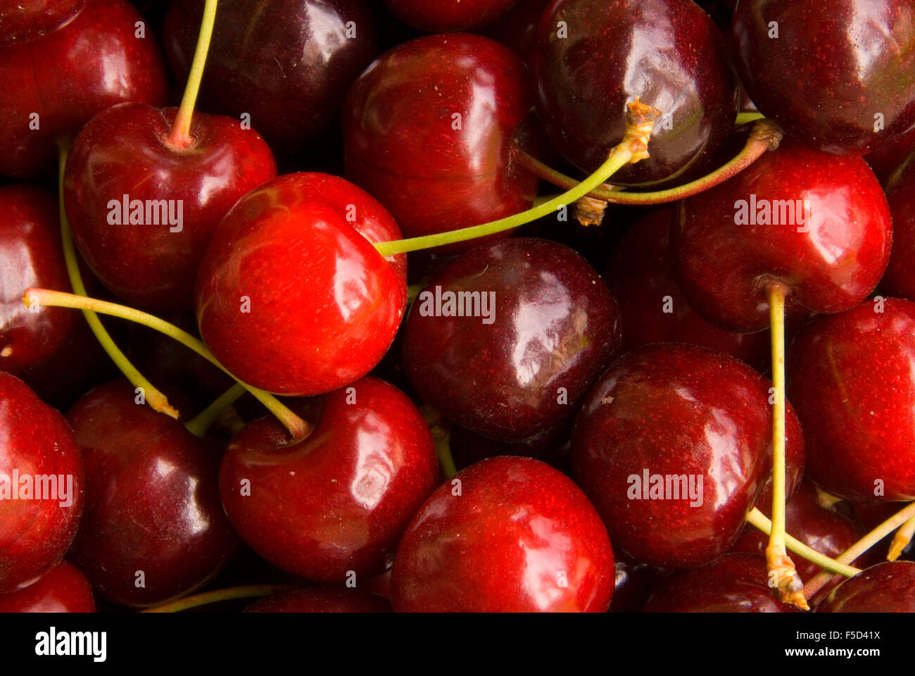 Lambert cherries, Vaughan's Cherry Farm, Marion County, Oregon Stock ...