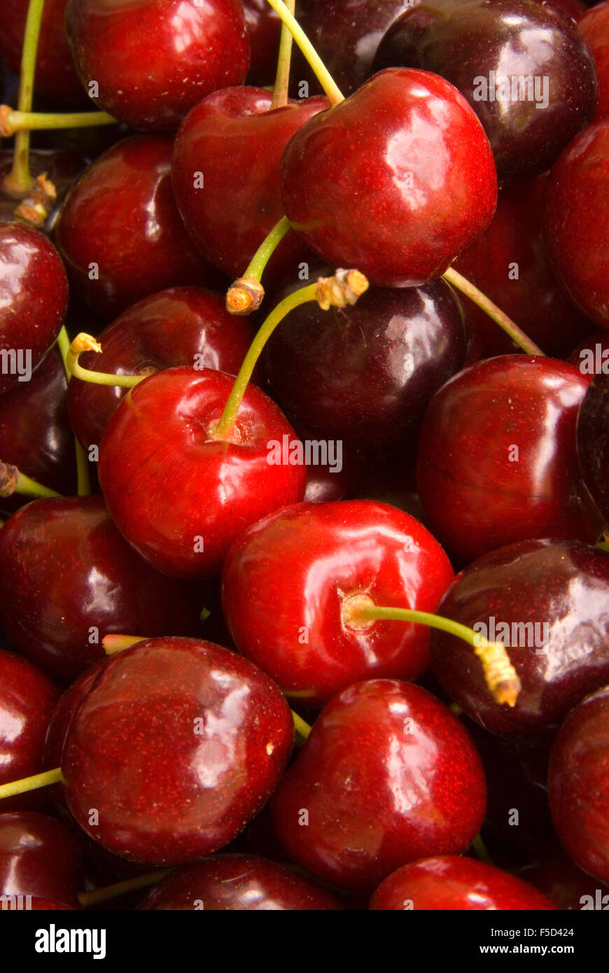 Lambert cherries, Vaughan's Cherry Farm, Marion County, Oregon Stock ...