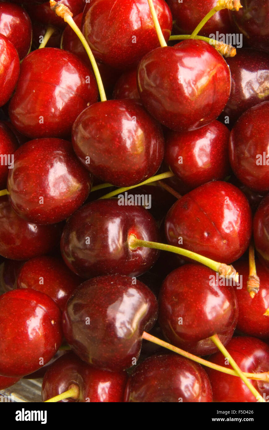 Lambert cherries, Vaughan's Cherry Farm, Marion County, Oregon Stock ...