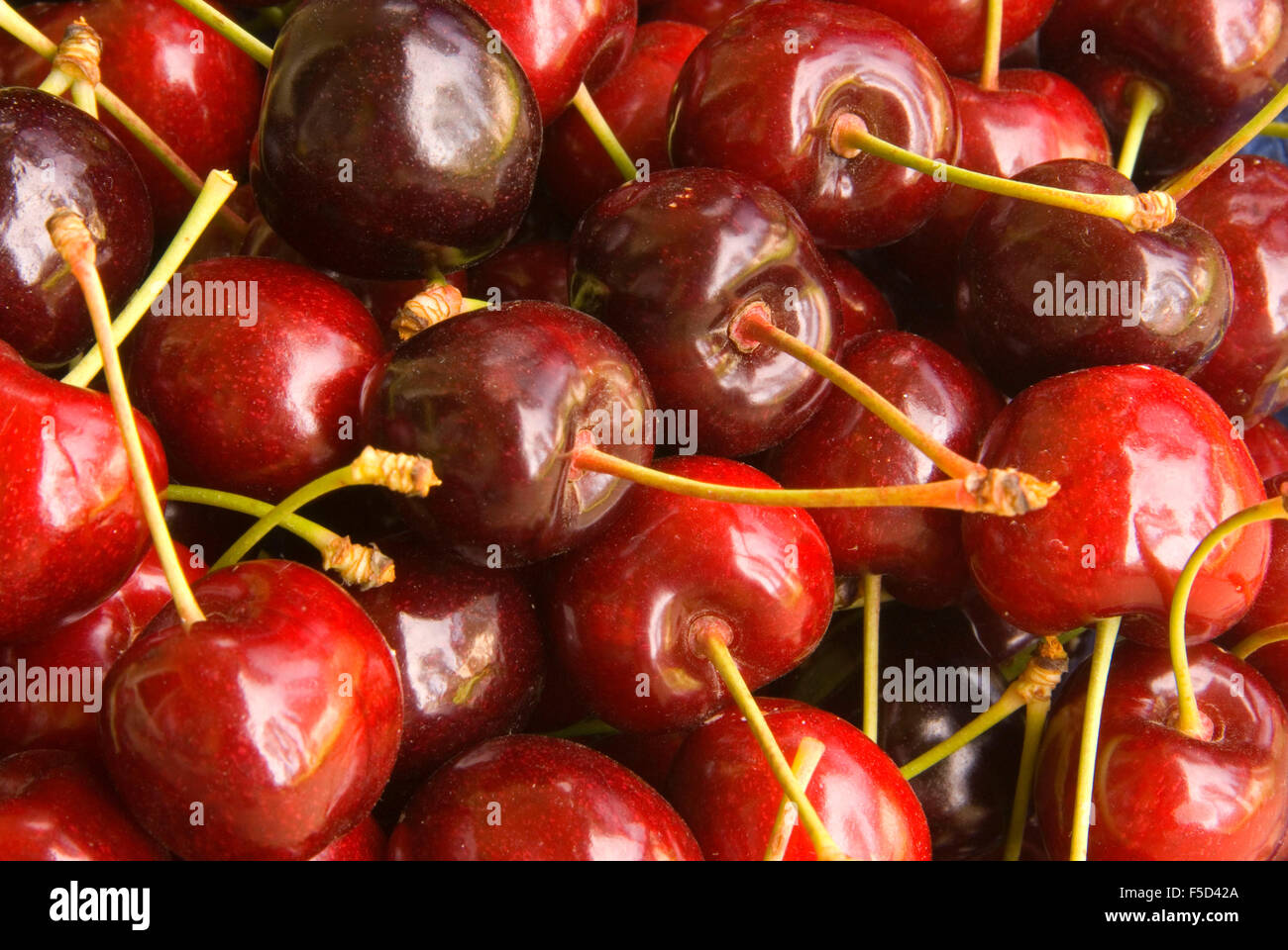 Lambert cherries, Vaughan's Cherry Farm, Marion County, Oregon Stock ...