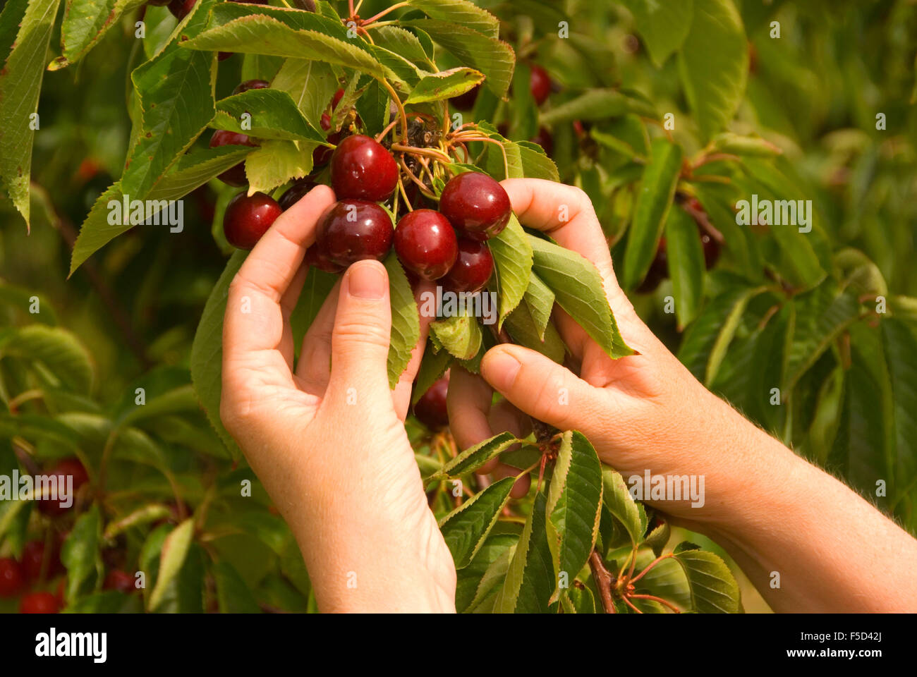 Lambert cherries, Vaughan's Cherry Farm, Marion County, Oregon Stock ...