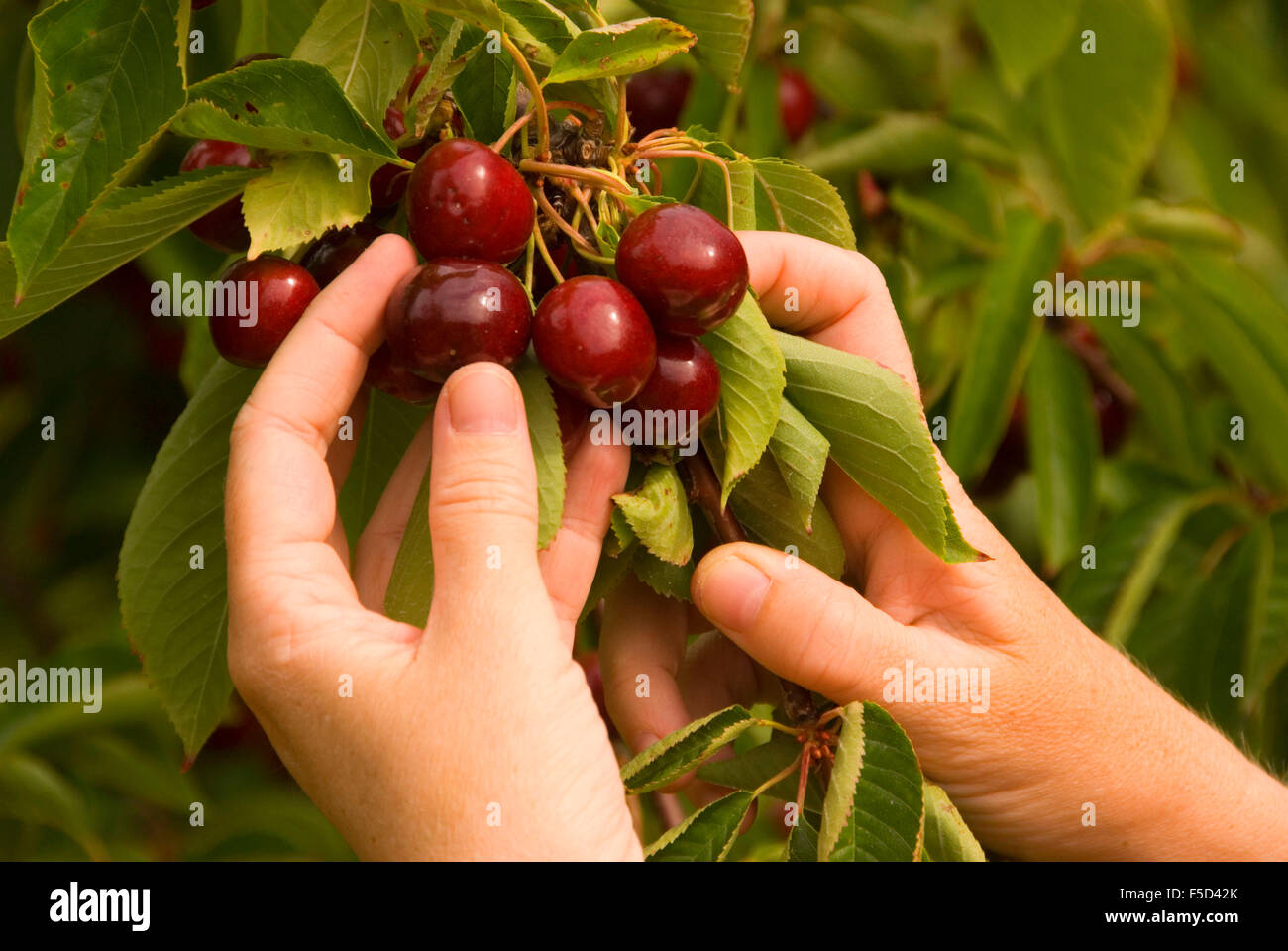 Lambert cherries, Vaughan's Cherry Farm, Marion County, Oregon Stock ...