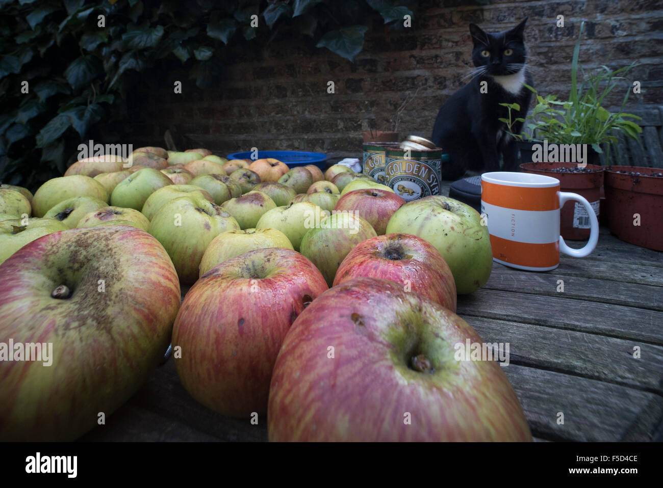 Cat in apple tree hi-res stock photography and images - Alamy
