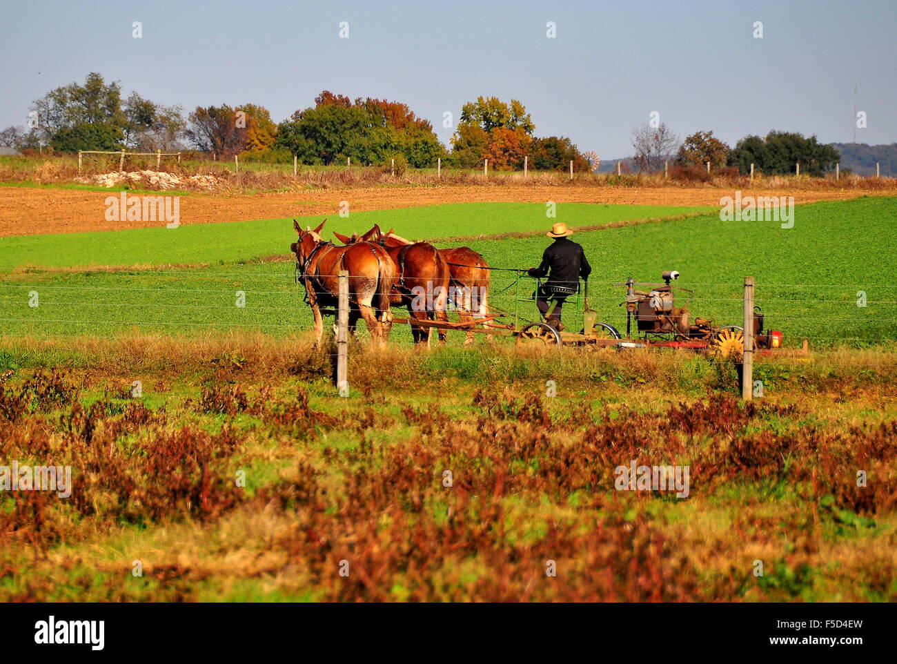 Lancaster County, Pennsylvania: Amish farmer plowing a field with a ...