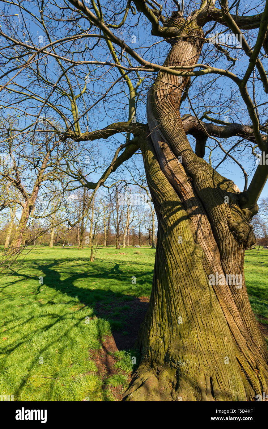 Chestnut tree in winter hi-res stock photography and images - Alamy