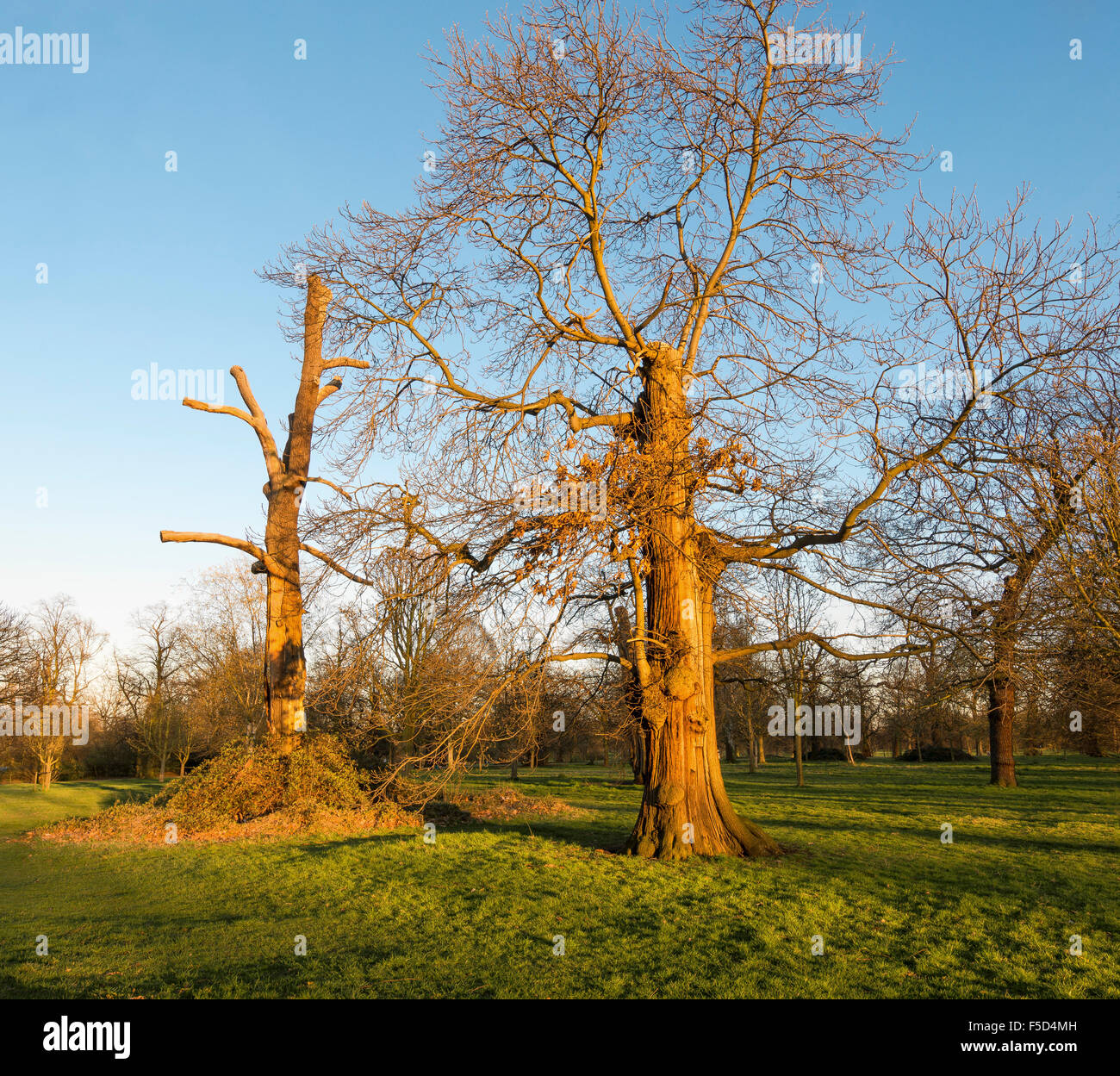 Sweet chestnut tree uk garden hi-res stock photography and images - Alamy