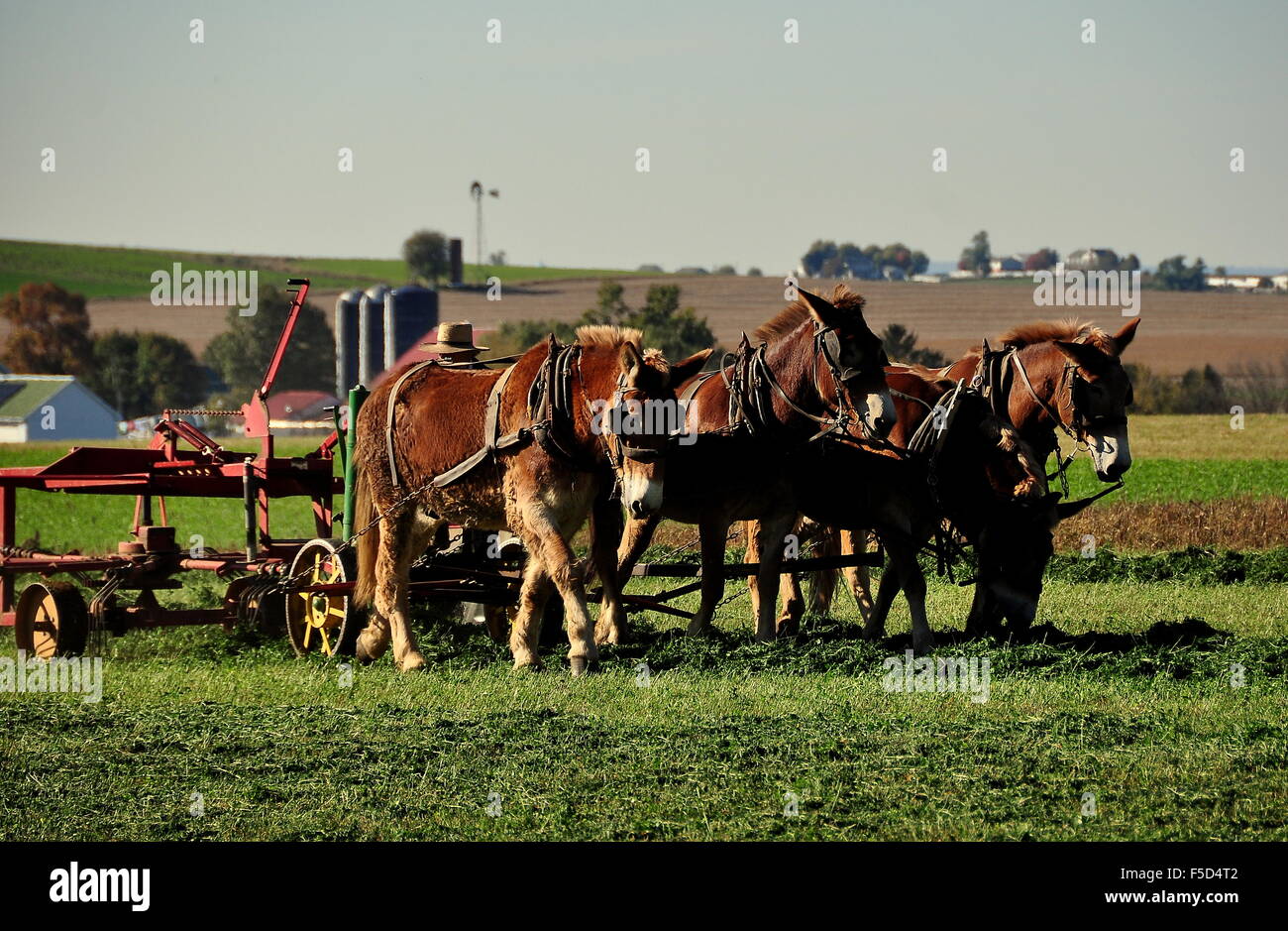 Amish Working In Field