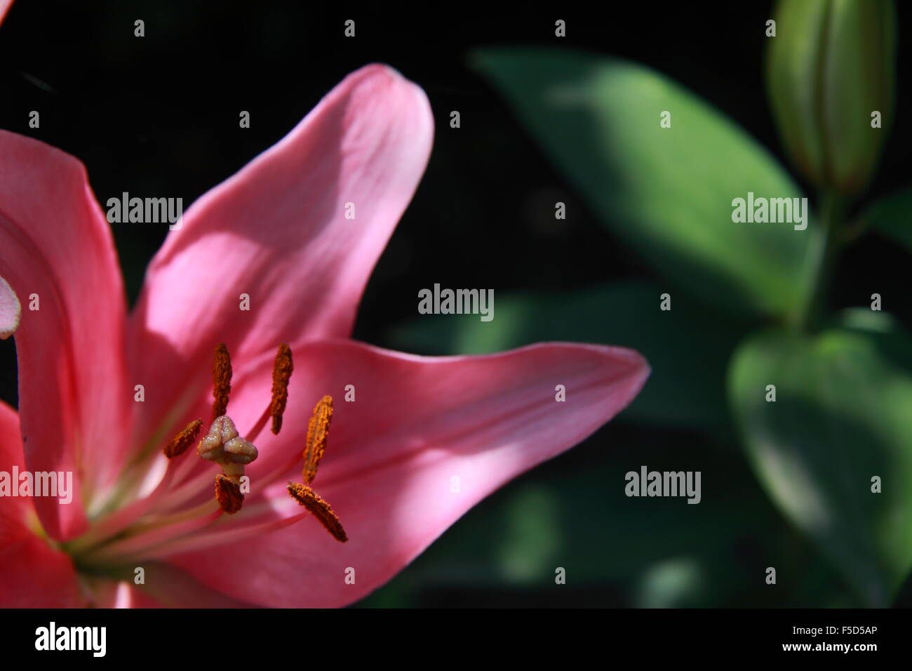 Pink lilly flower Stock Photo - Alamy