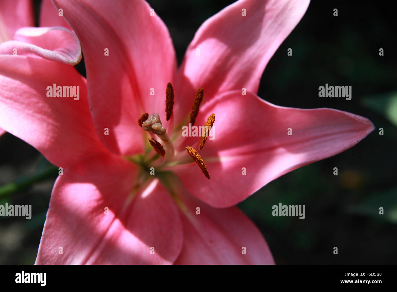 Pink lilly flower Stock Photo - Alamy