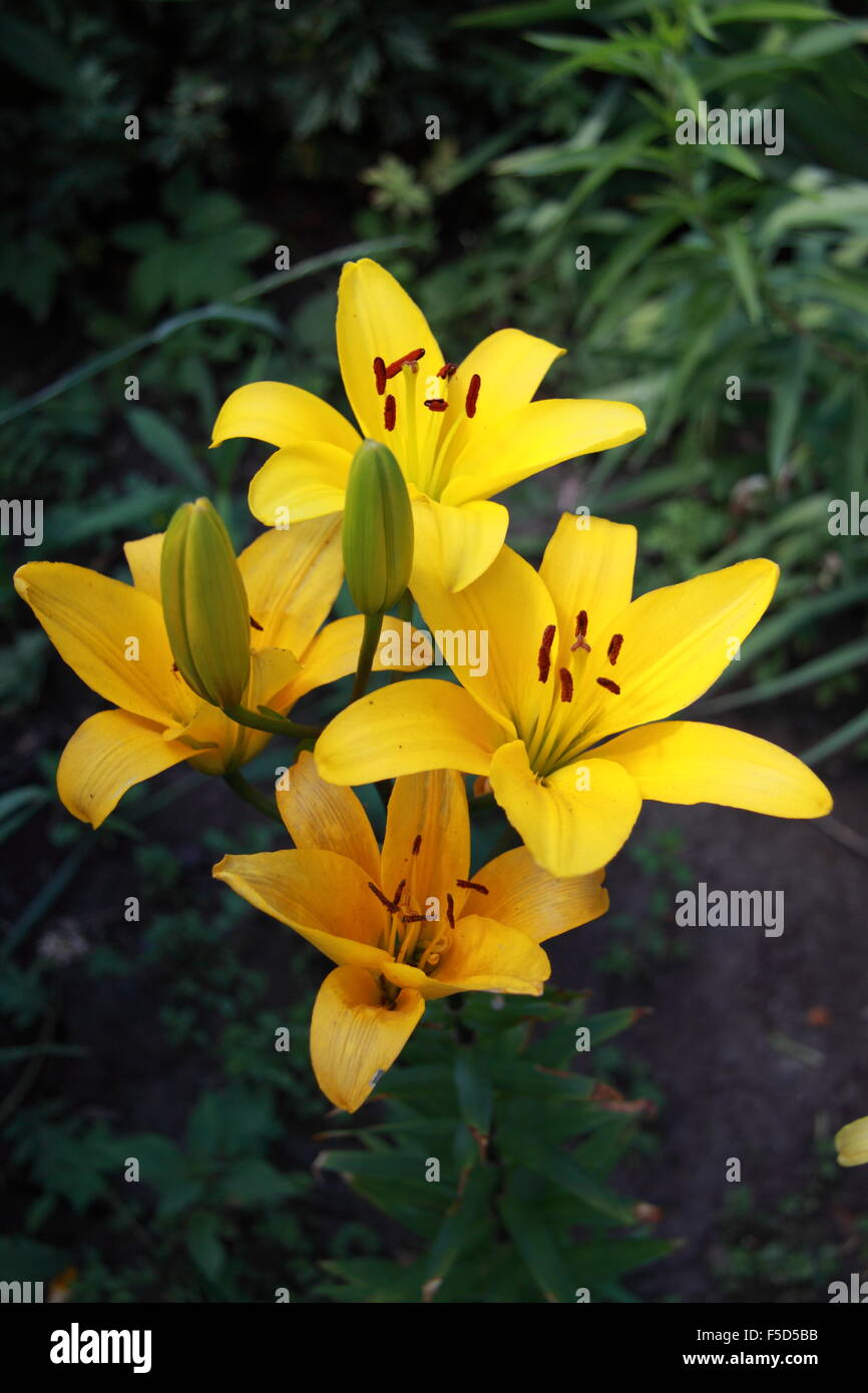 Yellow lilly flower Stock Photo - Alamy
