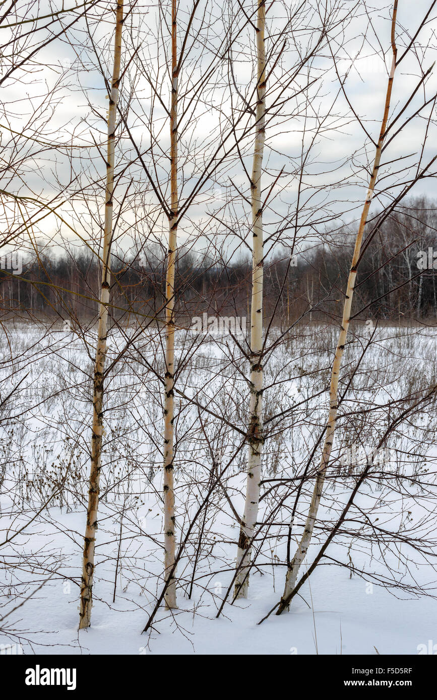 Birch forest in winter Stock Photo - Alamy