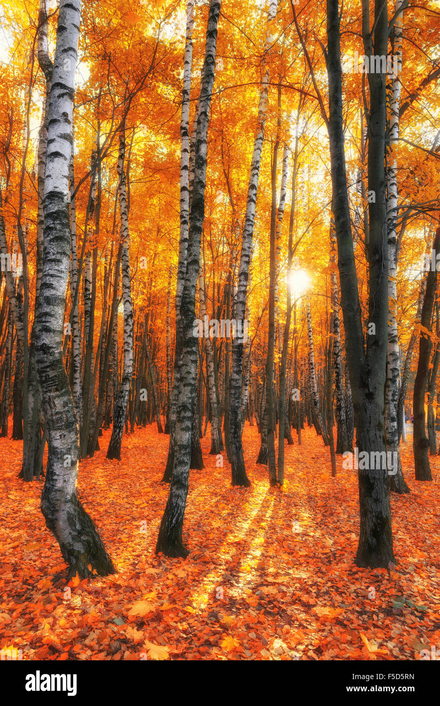 Autumn birch forest with soft golden light, Siberia, Russia Stock Photo ...