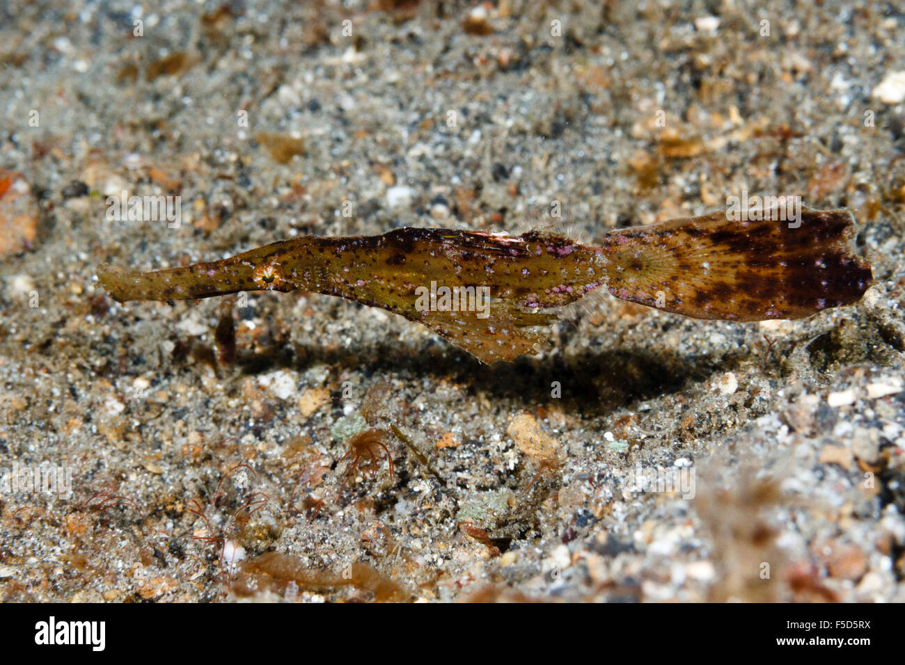 Robust ghost pipefish (Solenostomus cyanopterus) Lembeh Strait ...