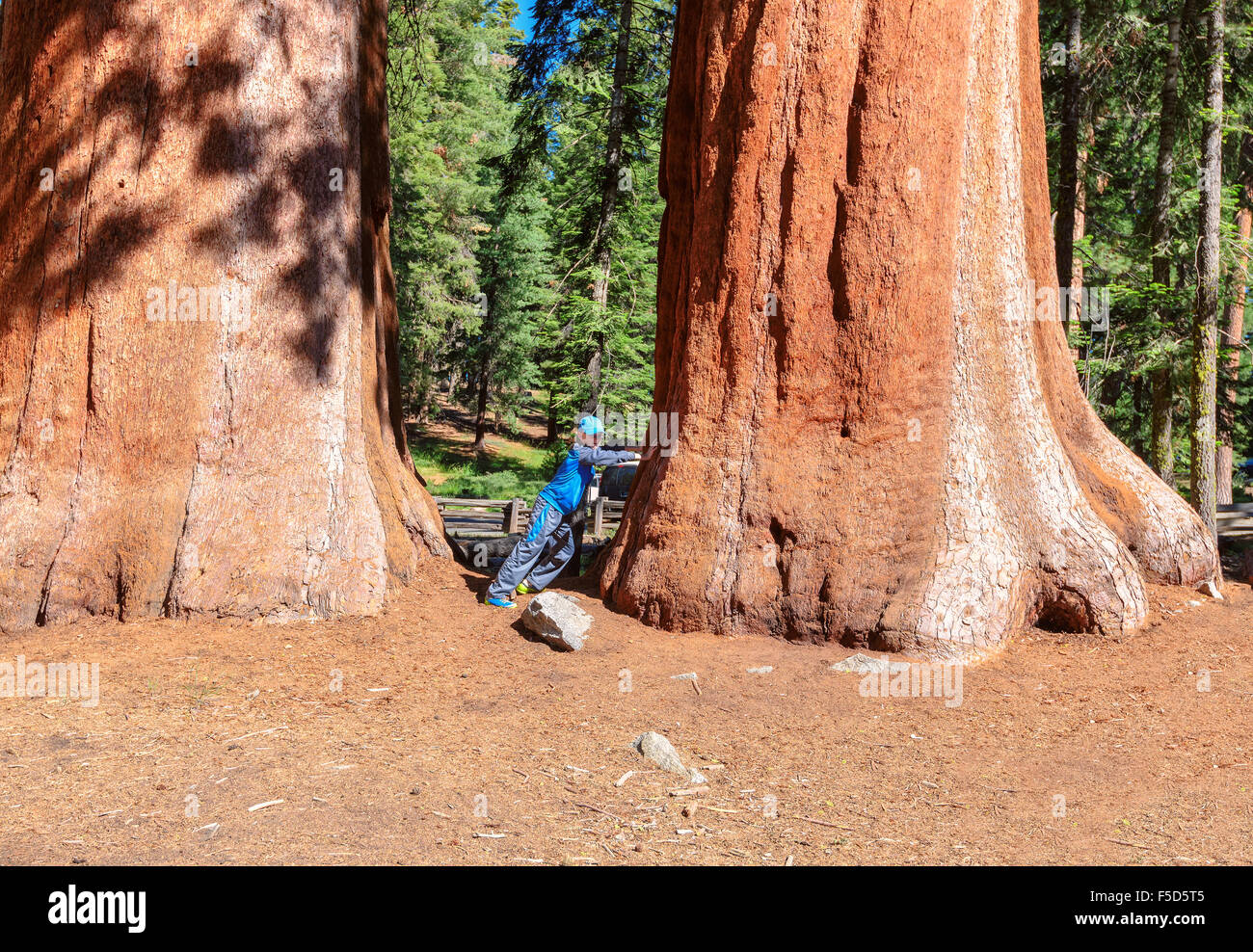 Teen boy standing in front of giant sequoia tree in Sequoia National ...