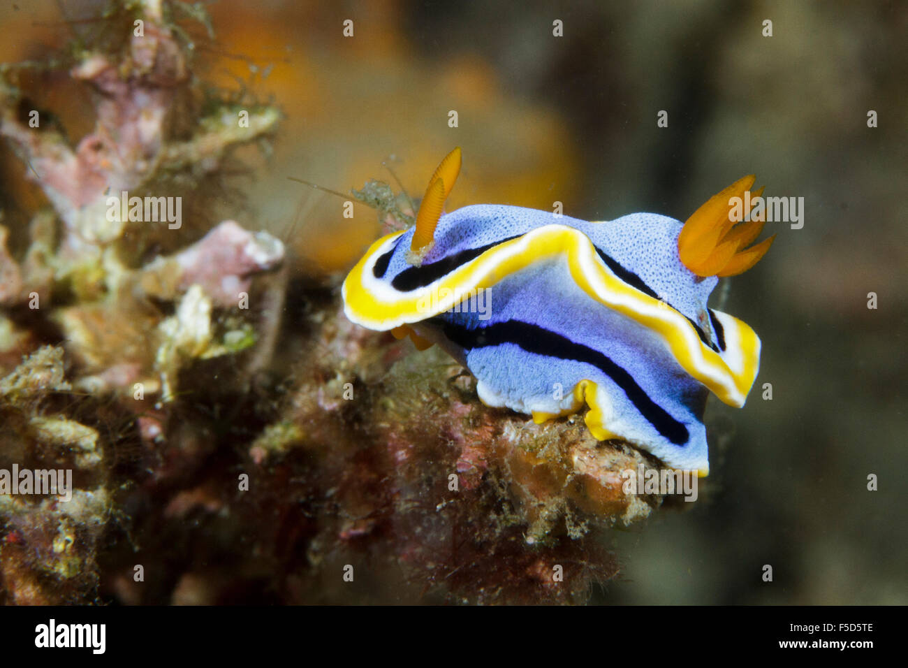 Annae High Resolution Stock Photography and Images - Alamy