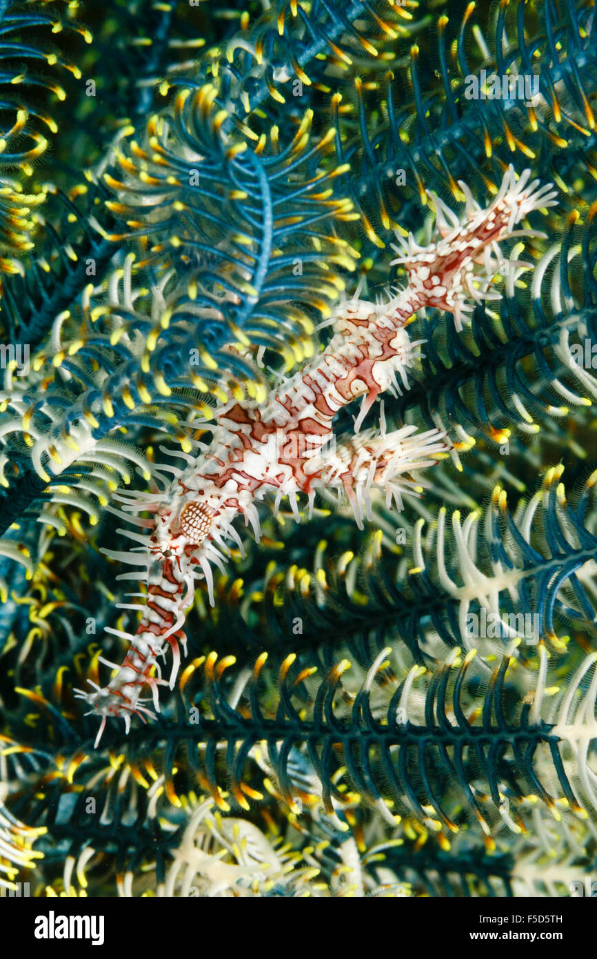 Ornate ghost pipefish (Solenostomus paradoxus) Lembeh Strait, Indonesia ...
