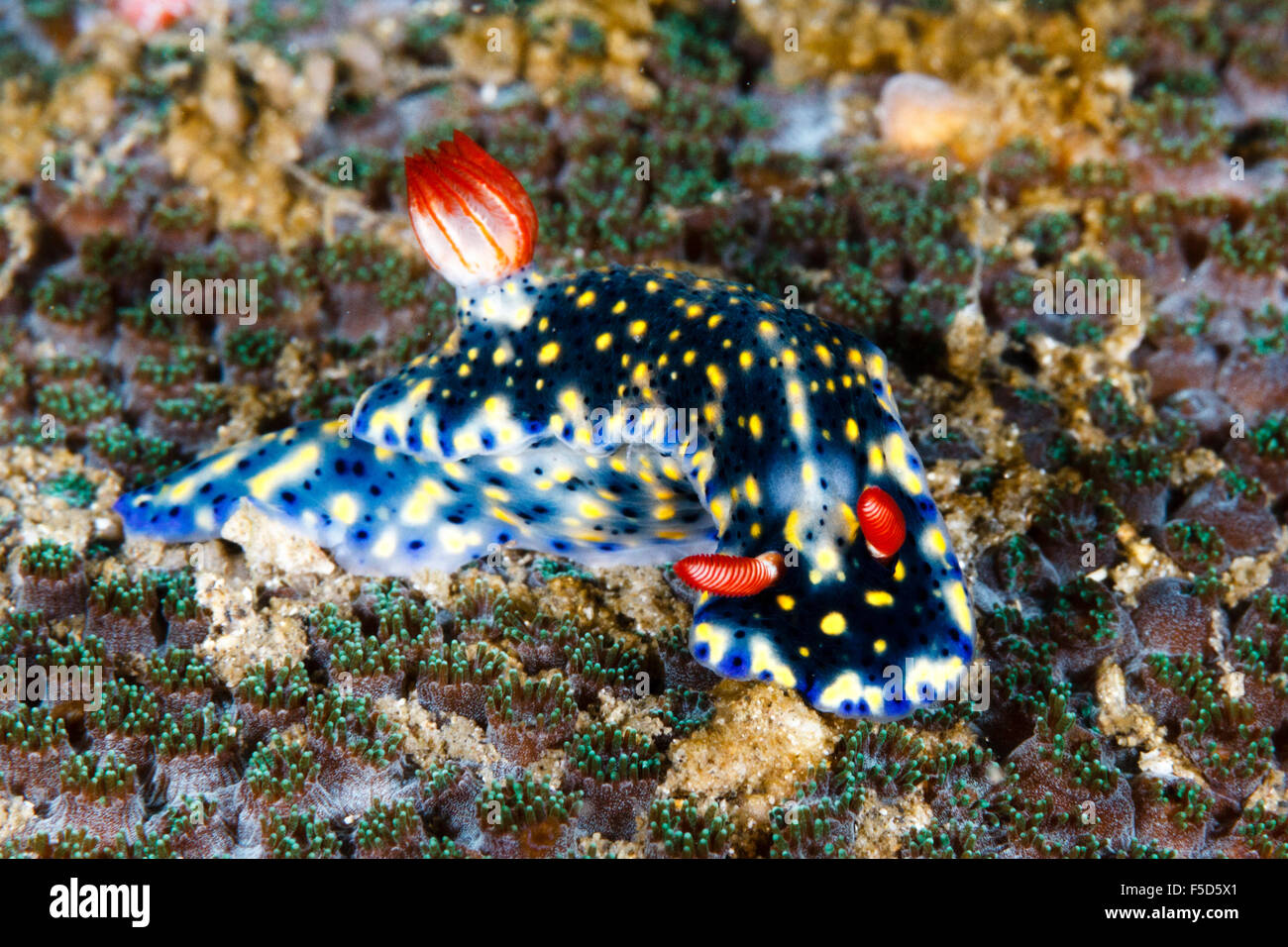 Hypselodoris infucata nudibranch, Lembeh Strait, Indonesia Stock Photo ...