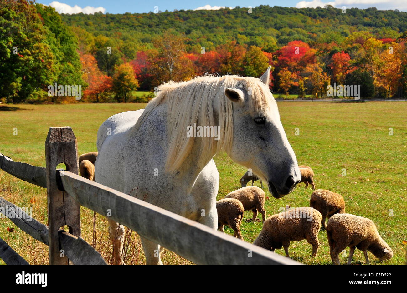 Hopewell Furnace, Pennsylvania : A white horse in a pasture, grazing ...