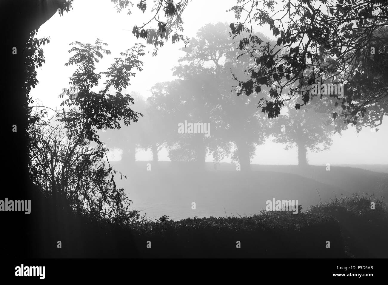 misty Devon lane, britain, british, country, countryside, dartmoor ...