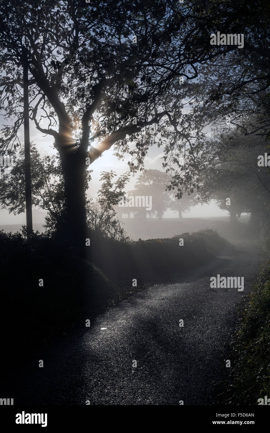 misty Devon lane, britain, british, country, countryside, dartmoor ...