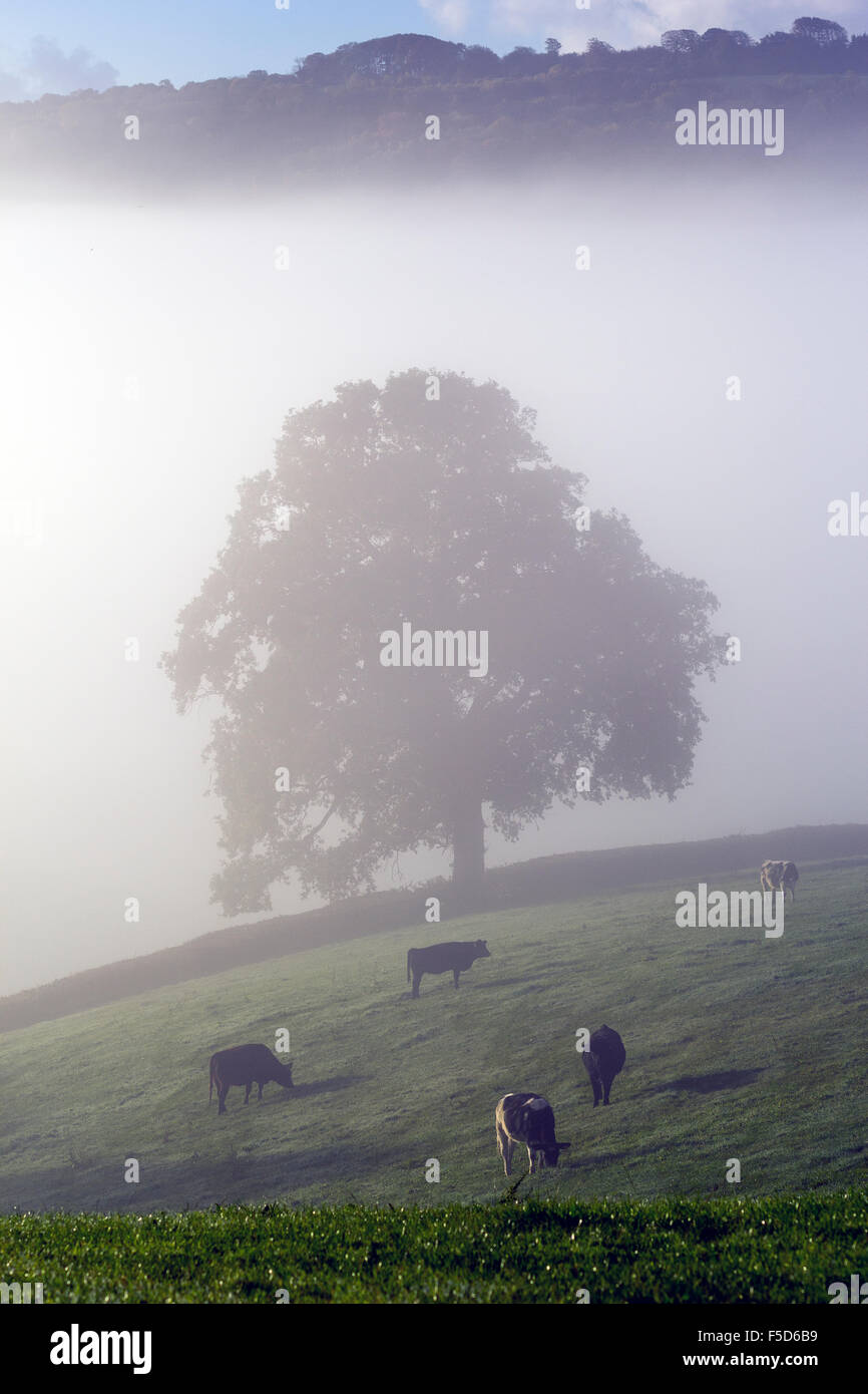 cows in misty Devon fields,uk, field, mist, hill, fog, tree, photo ...