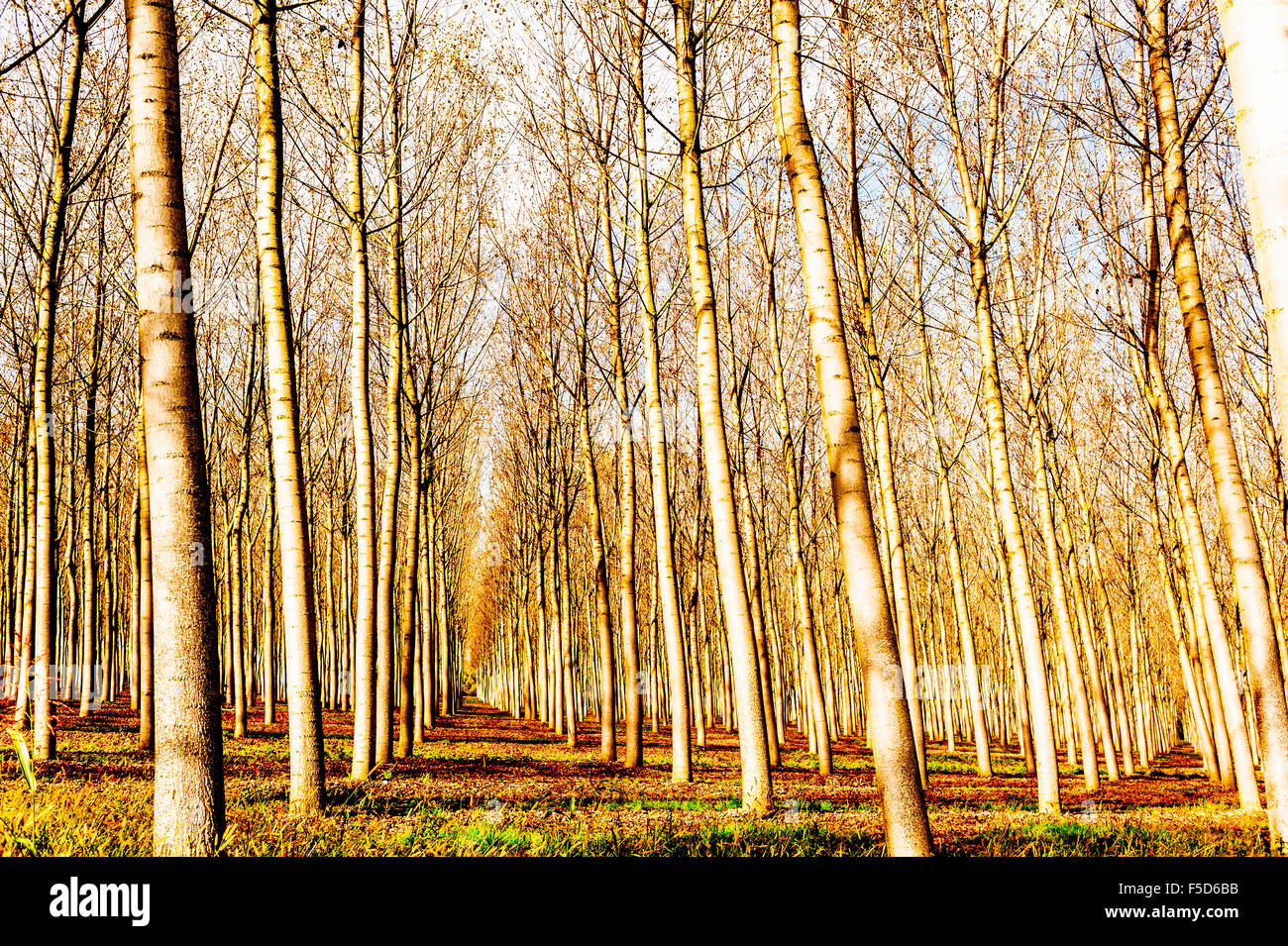 Poplar grove in autumn. Countryside scene Stock Photo - Alamy