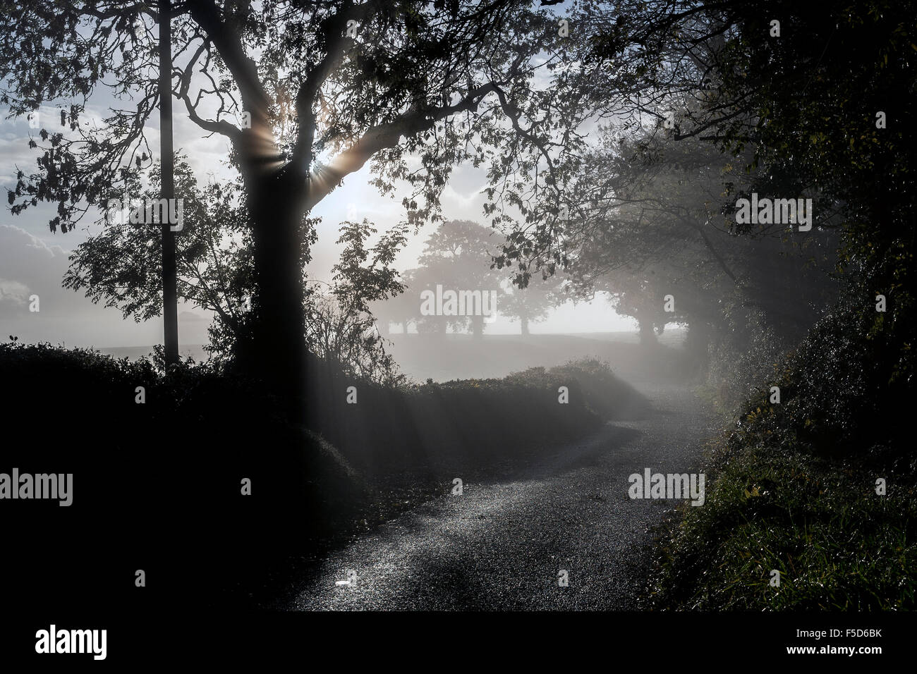 misty Devon lane, britain, british, country, countryside, dartmoor ...