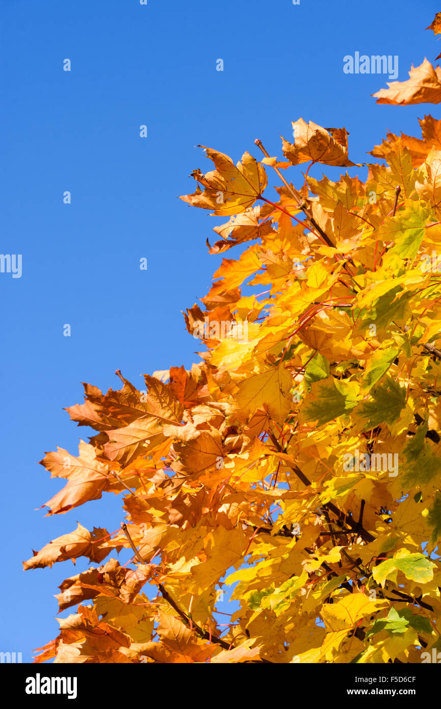 Sycamore tree leaves changing colour at the start of Autumn Stock Photo ...