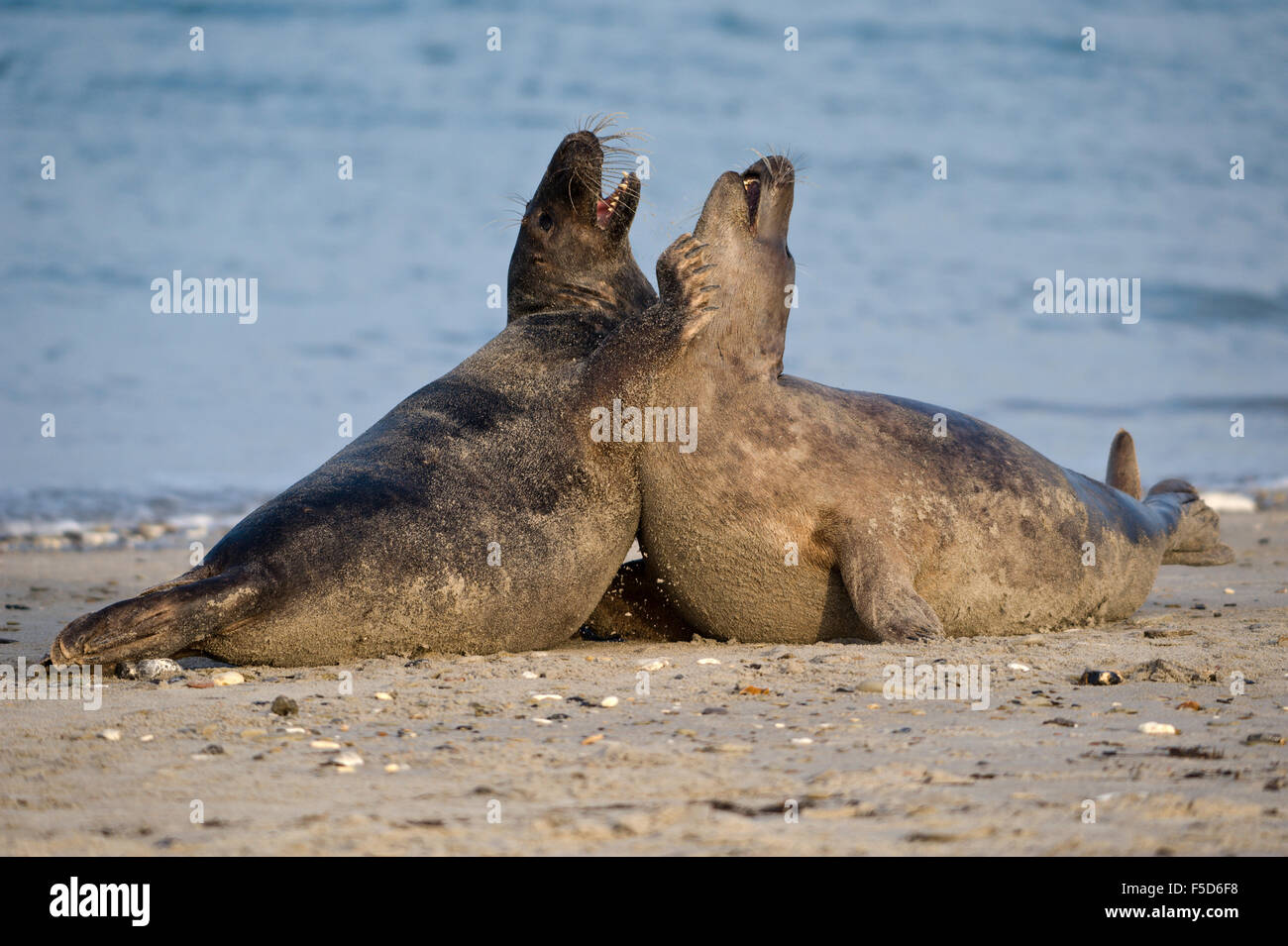 Adolescent grey seals (Halichoerus grypus) playing around, Heligoland ...