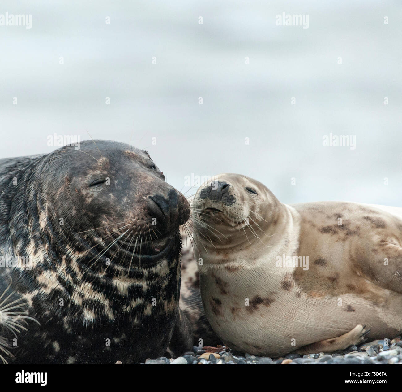 Adolescent grey seals (Halichoerus grypus), portrait, Heligoland ...