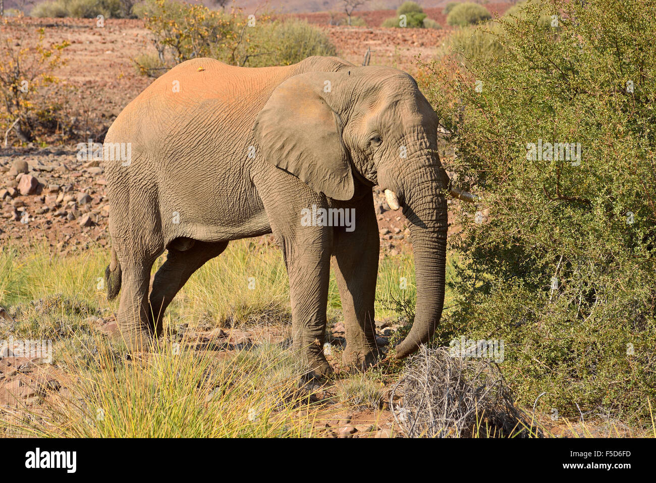 African bush elephant (Loxodonta africana), old bull, Uniab River ...