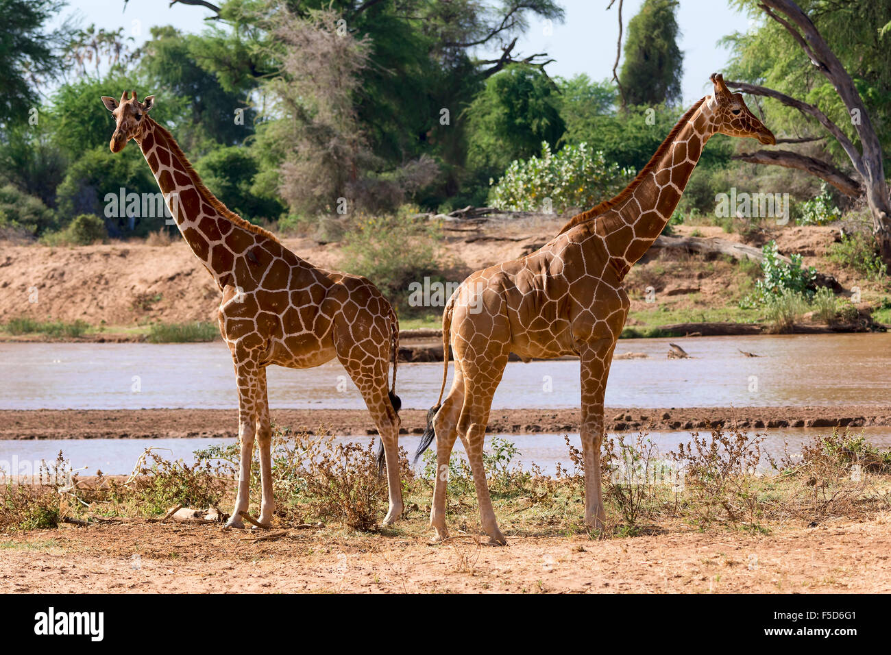 Reticulated giraffes or Somali giraffes (Giraffa reticulata camelopardalis) by river, Samburu ...