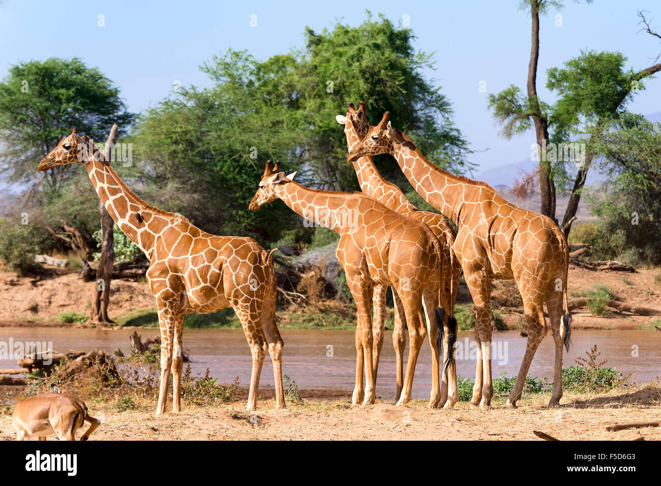 Reticulated giraffes or Somali giraffes (Giraffa reticulata camelopardalis) by river, Samburu ...