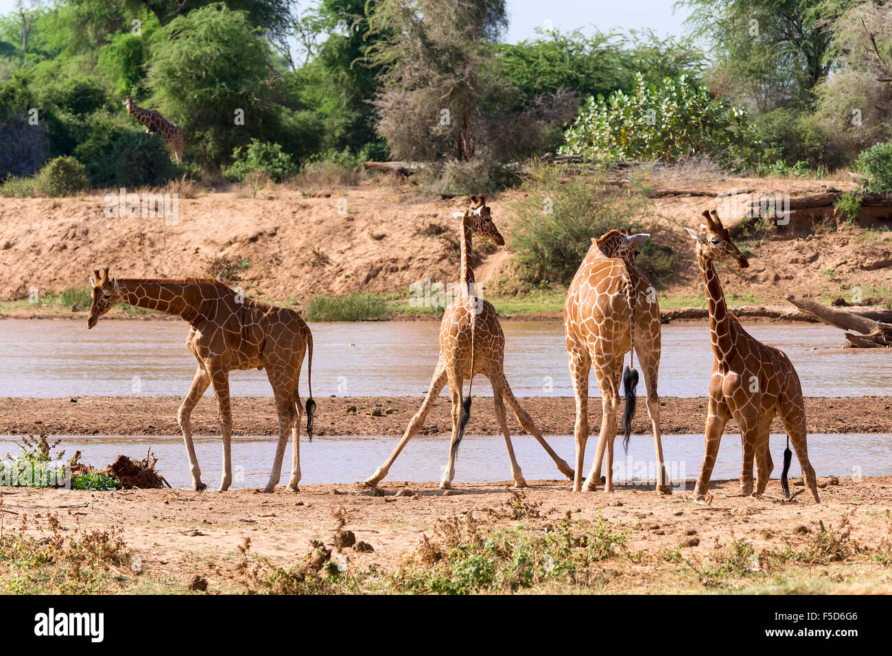 Reticulated giraffes or Somali giraffes (Giraffa reticulata camelopardalis) by river, Samburu ...