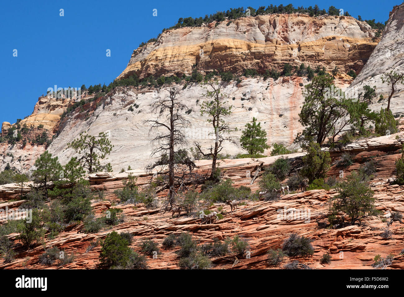 Sandstone rock formations at Zion-Mount Carmel Highway, bighorn sheep ...