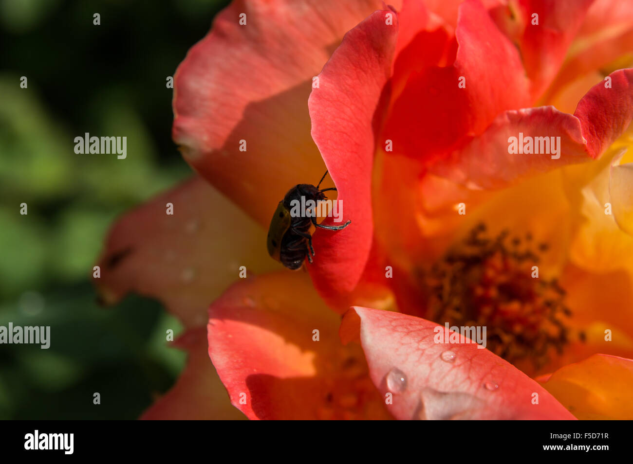 insect on the petal Stock Photo - Alamy
