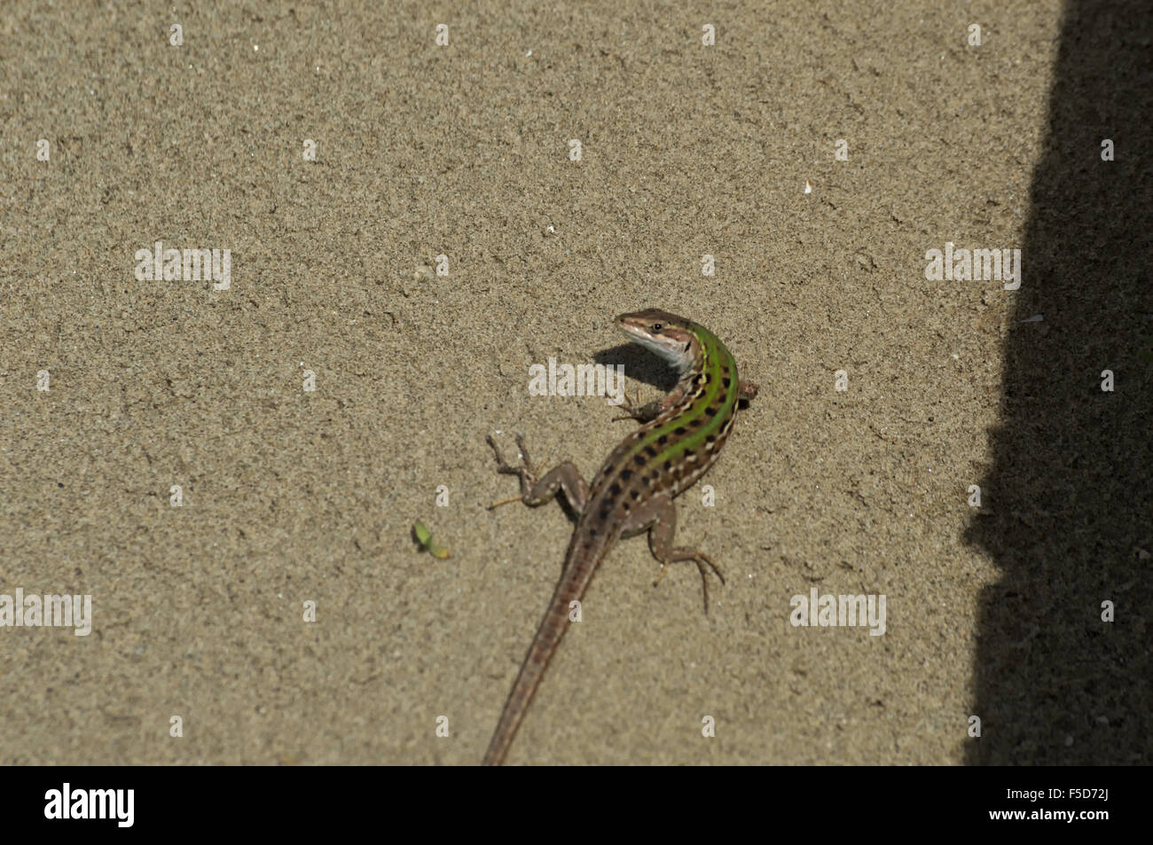 a worried lizard Stock Photo - Alamy