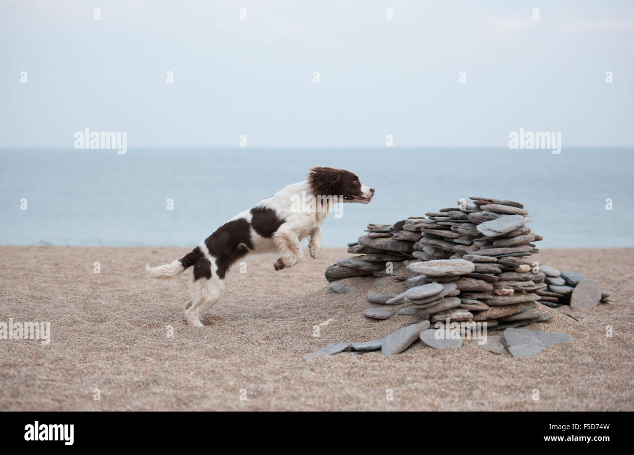 English springer spaniel jumping hi-res stock photography and images ...